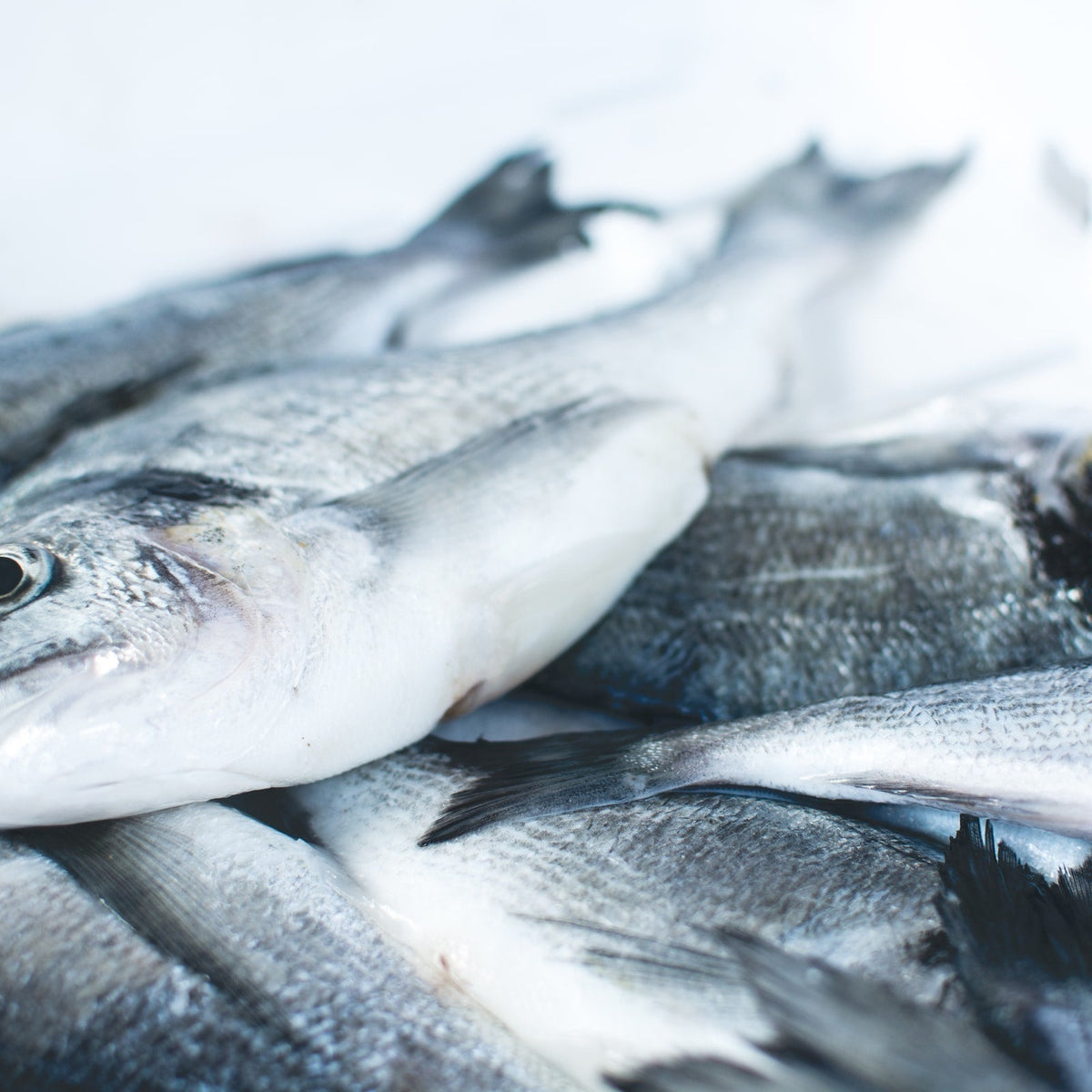 How To Get Rid of Fish Smell from Your House & Hands – Alaskan Salmon ...