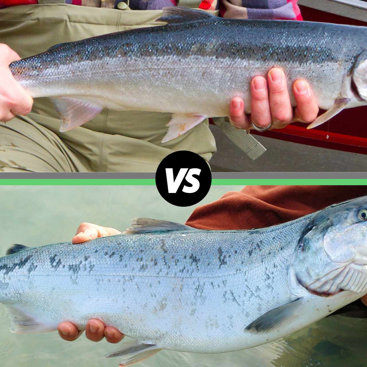 Steelhead vs. Salmon: What's the Difference? – Alaskan Salmon Company