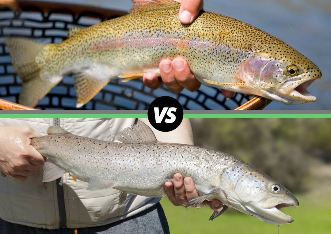 Trout vs. Salmon: What's the Difference? – Alaskan Salmon Company