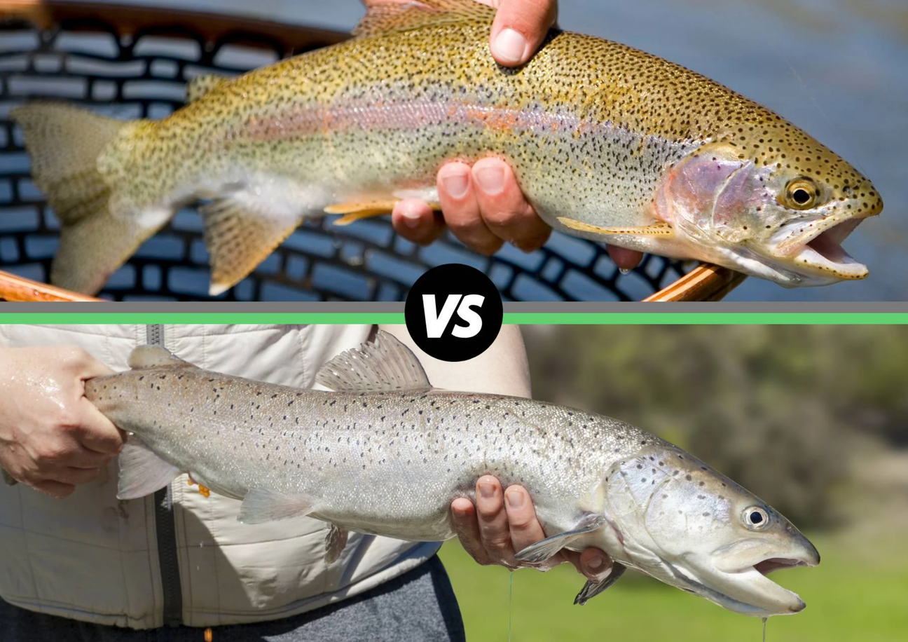 Trout vs. Salmon: What's the Difference? – Alaskan Salmon Company