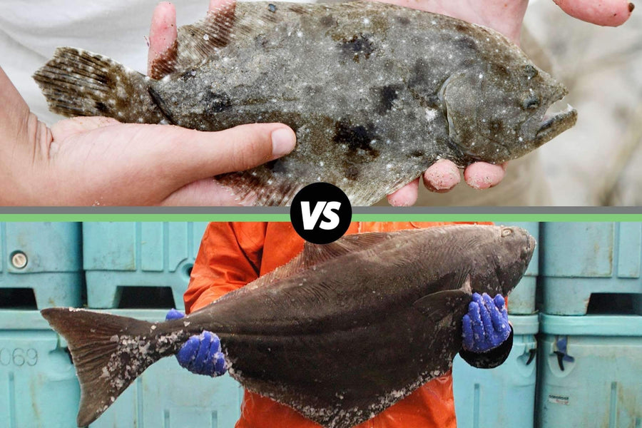 Halibut vs. Flounder: What's the Difference? – Alaskan Salmon Company