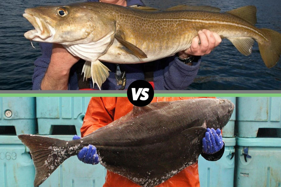 Halibut vs. Cod: What’s the Difference? – Alaskan Salmon Company
