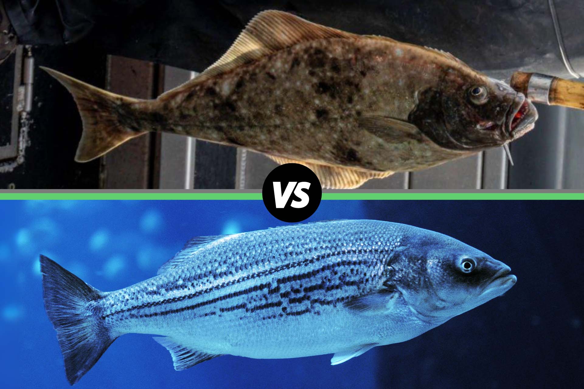 Halibut vs. Sea Bass: What's the Difference? – Alaskan Salmon Company