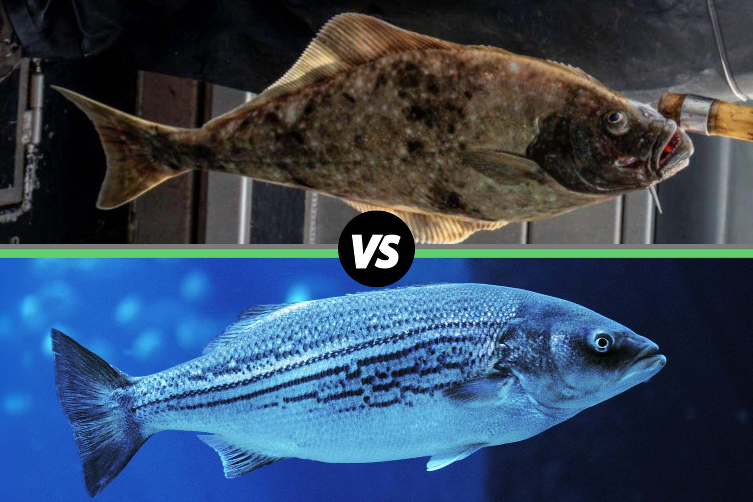 Halibut vs. Sea Bass: What's the Difference? – Alaskan Salmon Company
