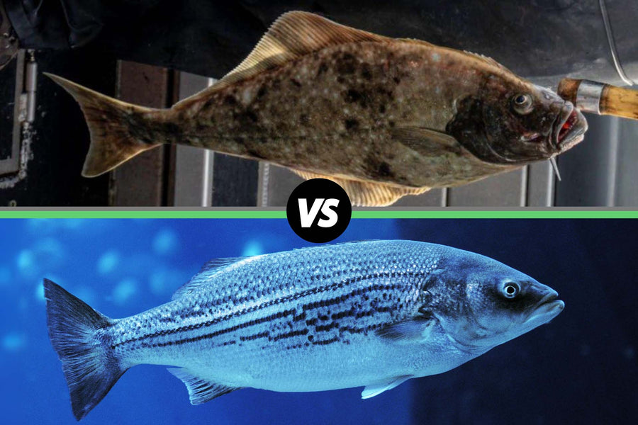 Halibut vs. Sea Bass: What's the Difference? – Alaskan Salmon Company
