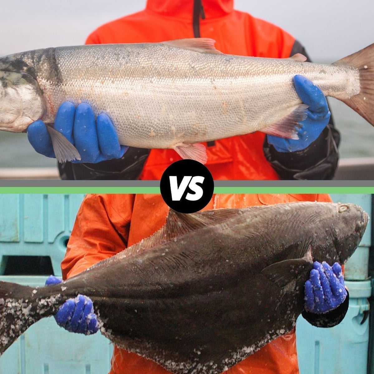 Halibut vs. Salmon: What's the Difference? – Alaskan Salmon Company