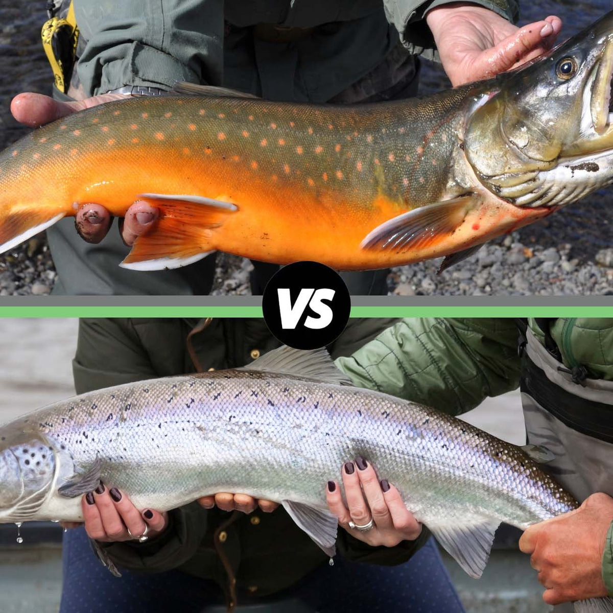 Arctic Char vs. Salmon: What’s the Difference? – Alaskan Salmon Company