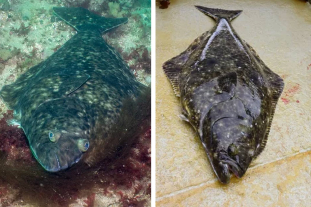 World Record Halibut: The Largest Halibut Ever Caught – Alaskan Salmon ...