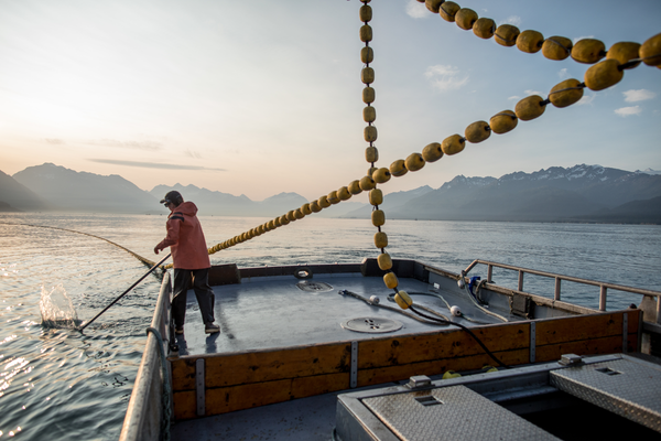 Buy Wild Alaskan Salmon & Seafood Online – Alaskan Salmon Company